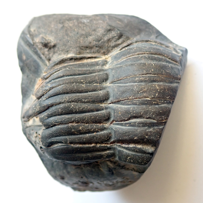 fossil-alma-tsarecke