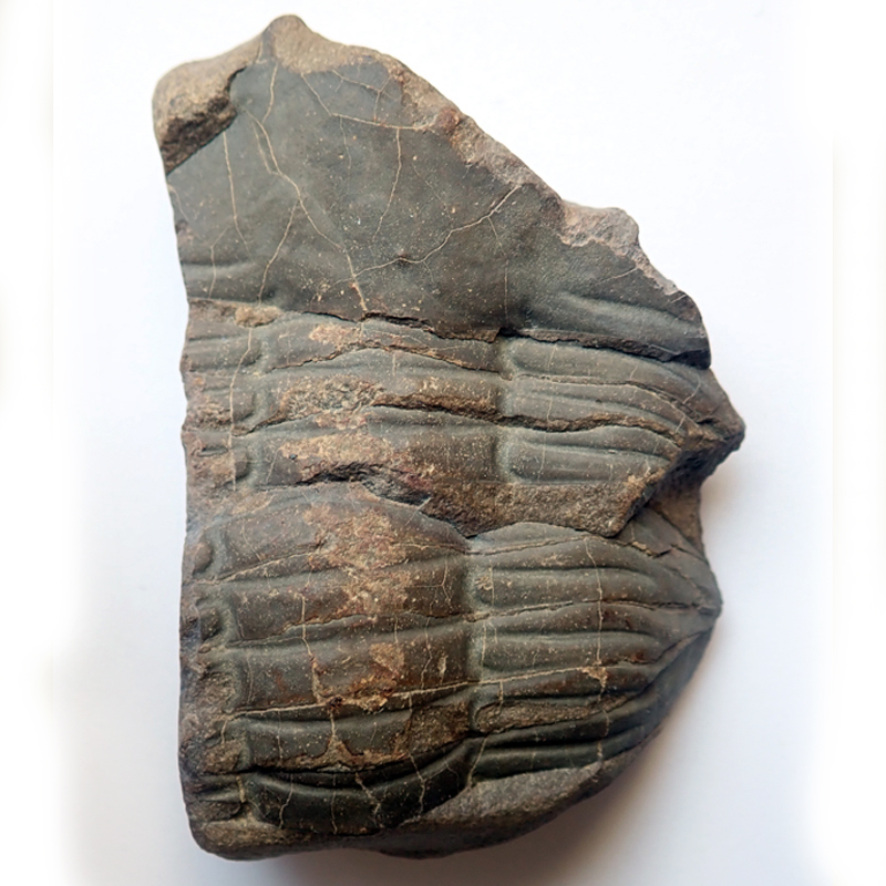 fossil-alma-tsarecke